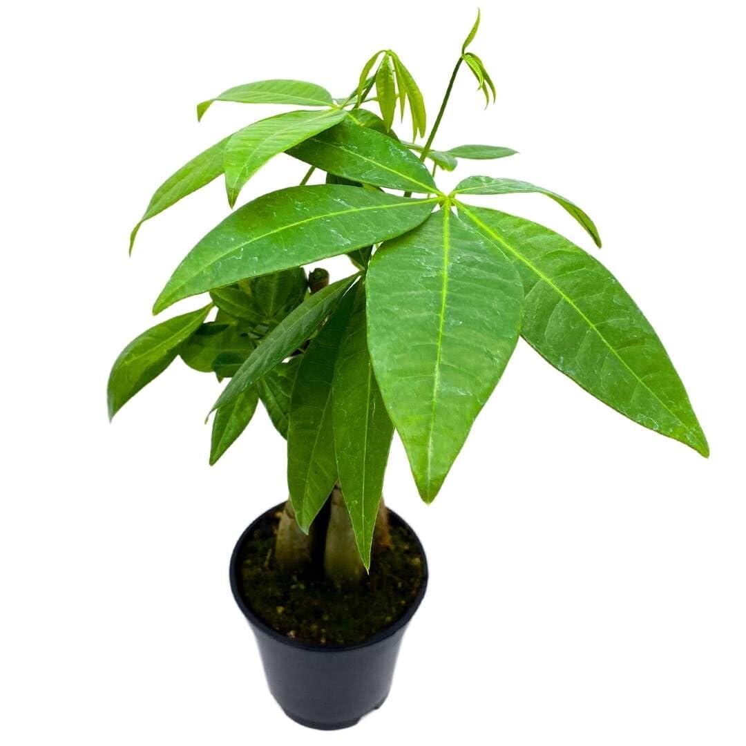 Bubbleblooms Braided Money Tree Pachira Aquatica in a 4 Inch Pot Water ...
