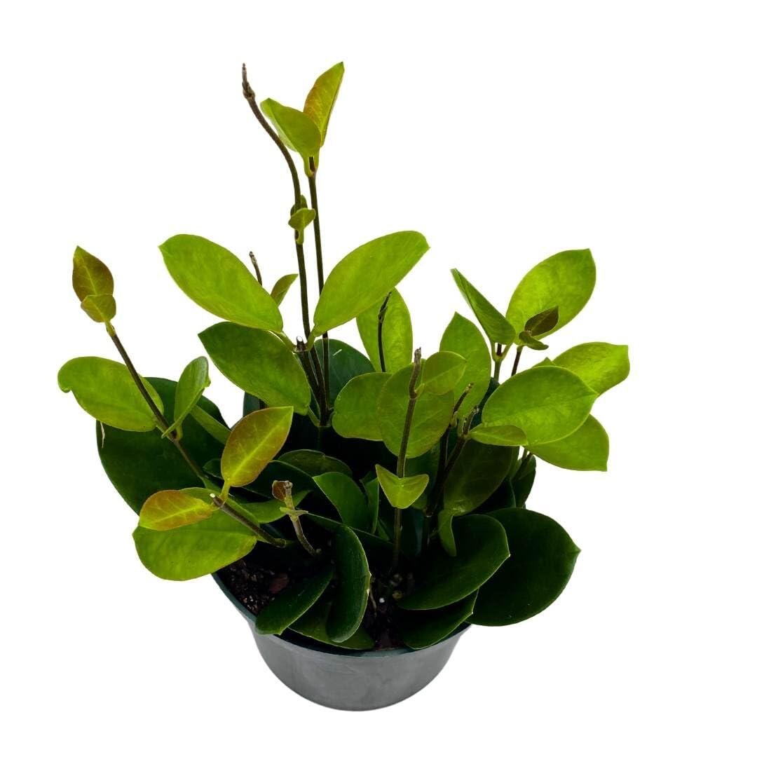 Bubbleblooms Hoya Australis in a 6 Inch Pot Wax Plant - Etsy