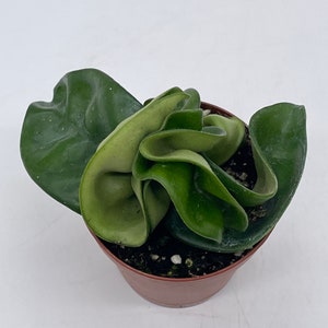 Hoya Hindu Rope, Carnosa Compacta, in a 2 Inch Pot, Live Tiny Mini ...