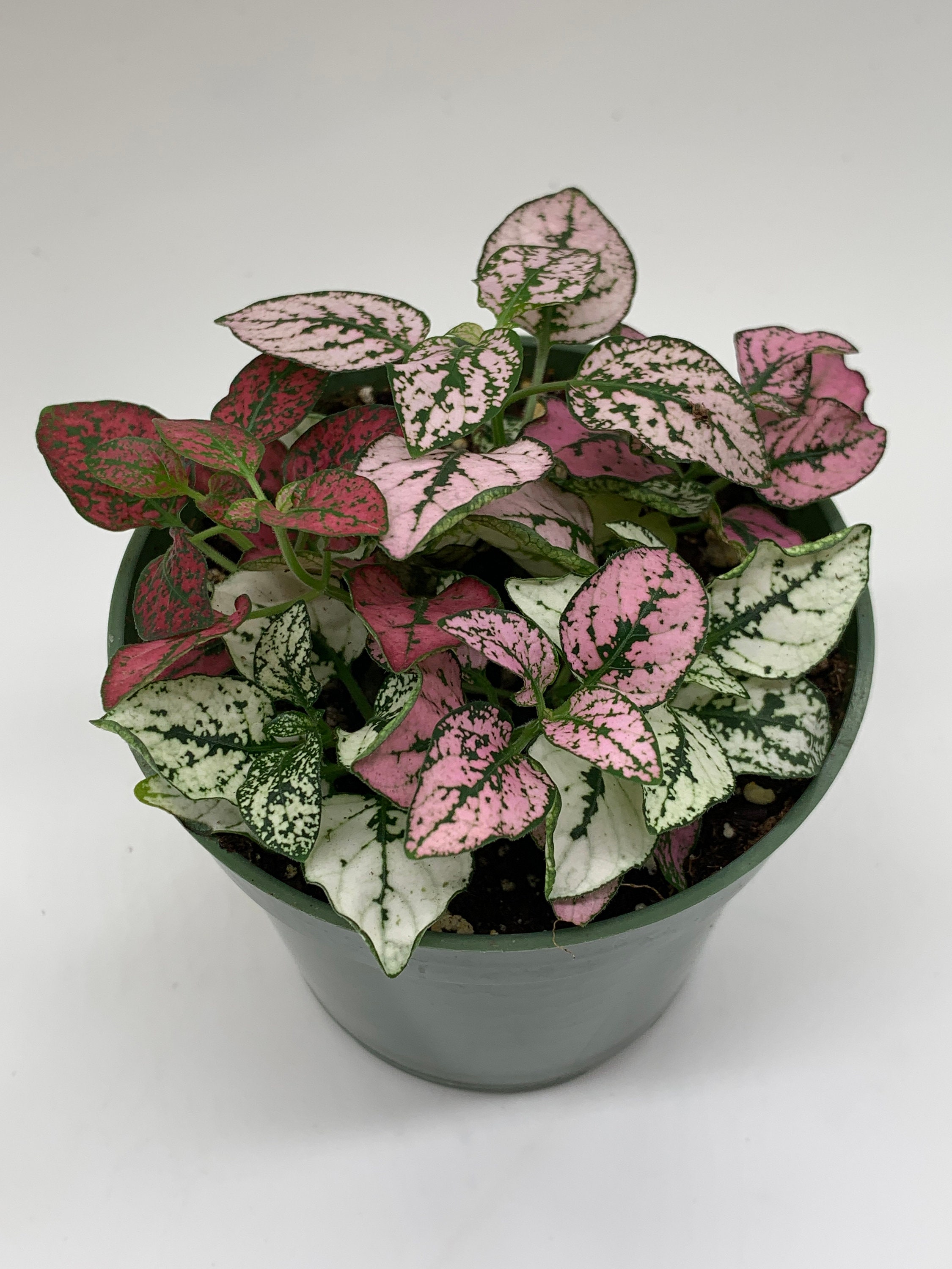 Polka-dot-plant Hypoestes Phyllostachya Tricolor Red Pink - Etsy
