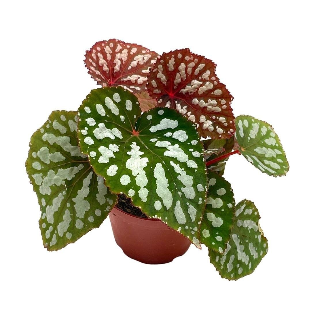 Bubbleblooms Harmony's Betsy, Begonia Rex, 4 Inch, Iridescent, Rare ...