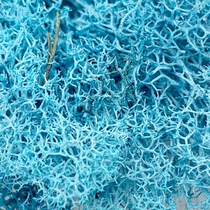 Colorful Moss, Preserved Reindeer Moss, Red Moss, Blue Moss, Purple ...