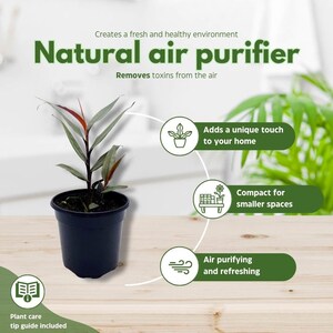 Bubbleblooms Alpinia Red Rubin Luteocarpa Red Bamboo Ginger in a 4 Inch ...