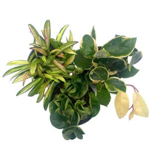 Hoya Assortment Set, 4 Inch, Set of 3, Variety Random Different Growers ...