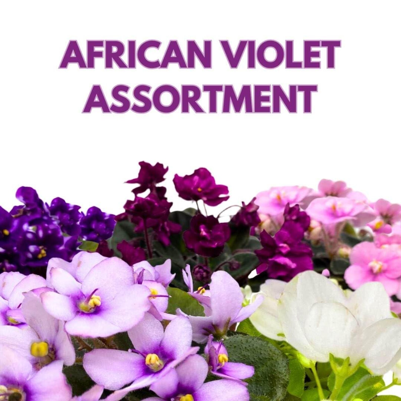 Harmony's African Violets Grower's Choice Mix 4 Inch Set of 5 Rare ...