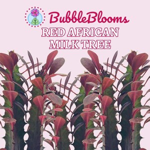 African Milk Tree, Euphorbia Trigona 4 Inch Pot, Red Original Color ...