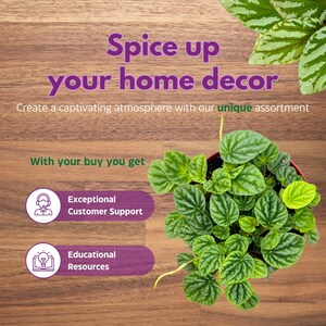 Harmony Foliage Peperomia Silver Dragon Light Green Emerald Ripple 6 ...