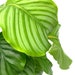 Calathea Orbifolia, 6 Inch, Round-leaf Calathea, Peacock Plant - Etsy