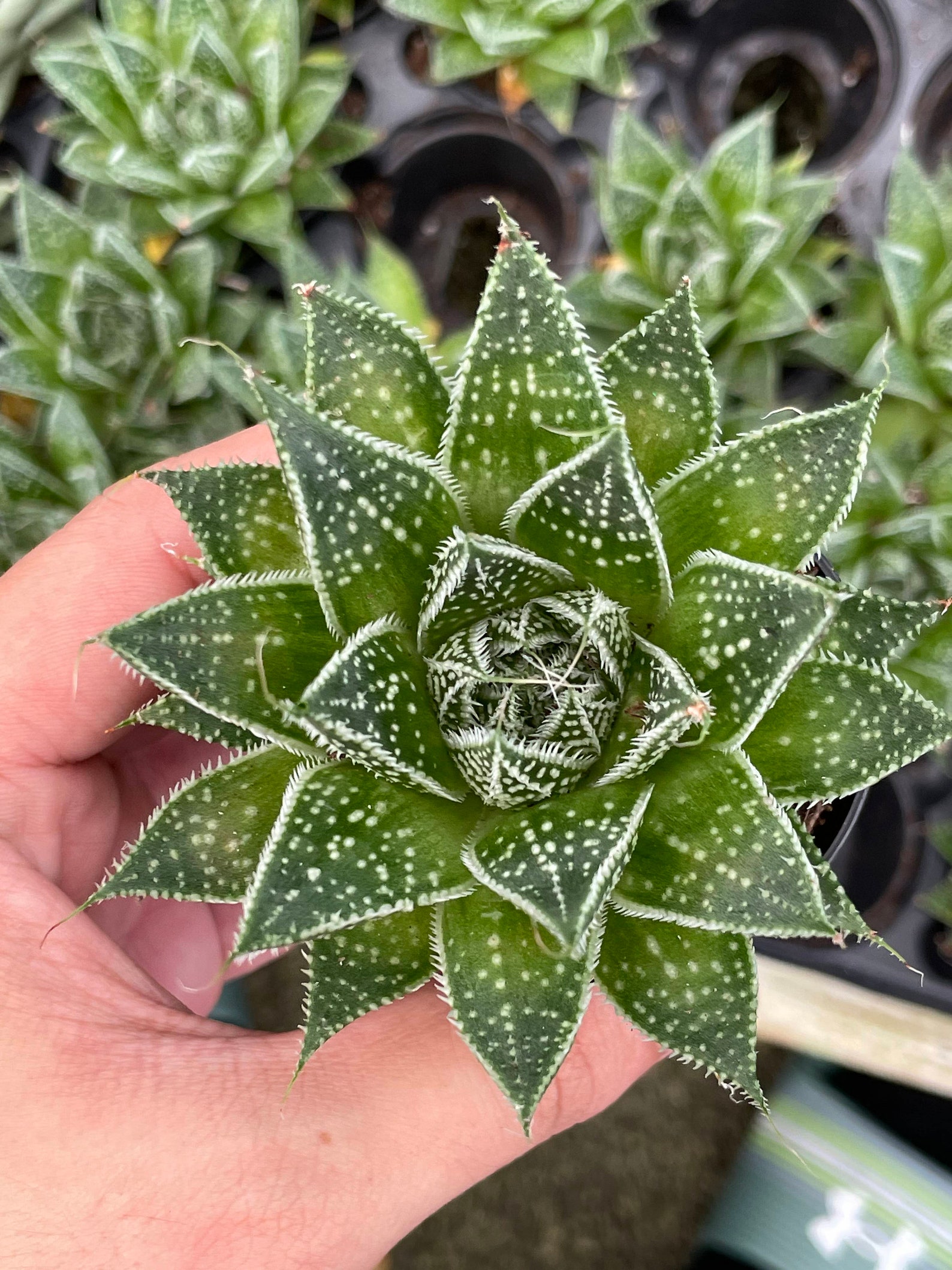 Gasteria Flow Haworthia Variegated Aloe Tiger Aloe Aloe | Etsy