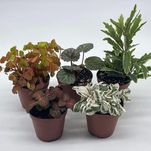 Premium Foliage Assortment, Colorful Fern Set, Growers Choice, Always ...