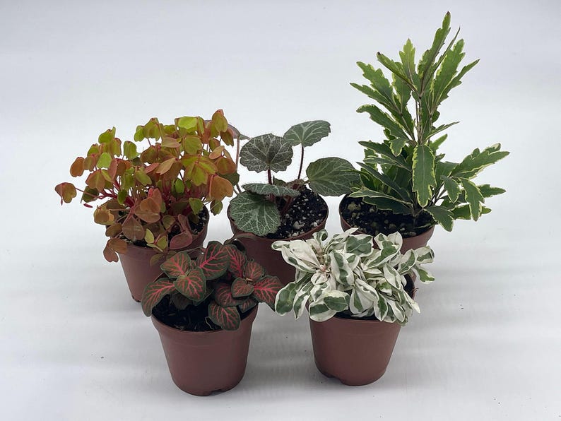 Premium Foliage Assortment, Colorful Fern Set, Growers Choice, Always ...