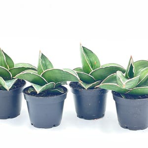 Sansevieria Snakeplant Variety Bundle, Braided Cylindrica Dragon ...