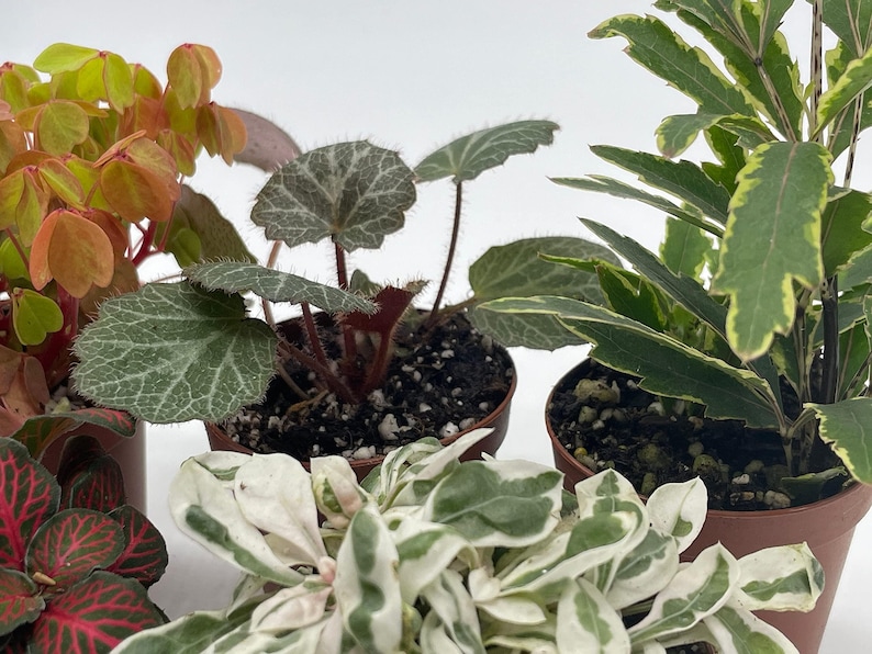 Premium Foliage Assortment, Colorful Fern Set, Growers Choice, Always ...