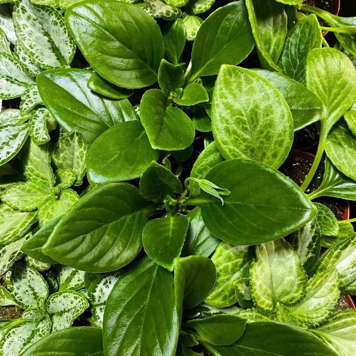 Harmony Foliage Primulina Chirita in 6 Inch Pots 6-pack Bulk Wholesale ...