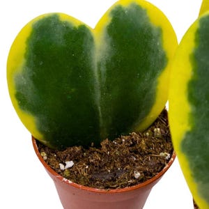 Variegated Hoya Kerrii, 2 Inch Set of 3, Sweetheart Plant Valentine ...