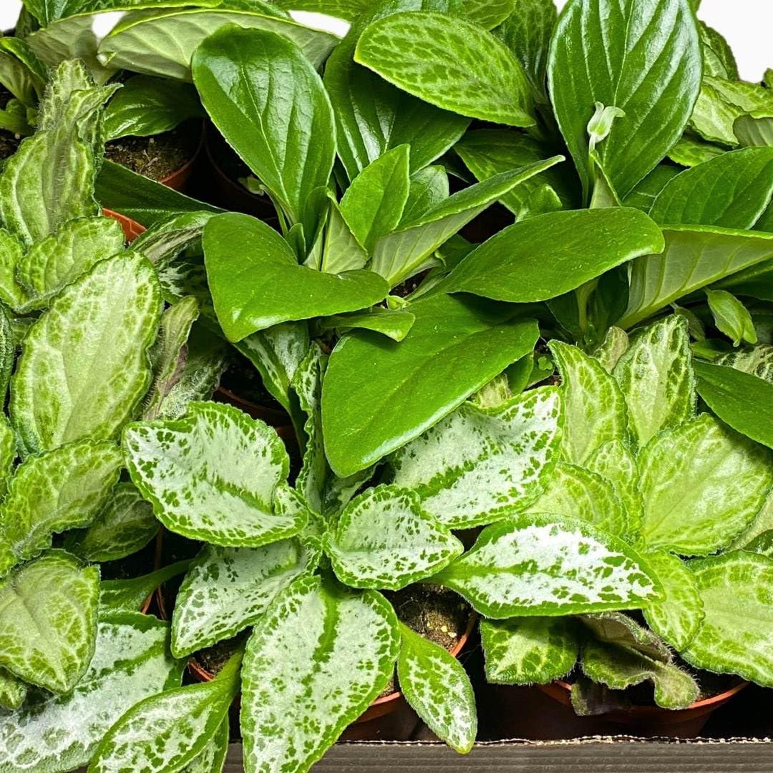 Harmony Foliage Primulina Chirita in 6 Inch Pots 6-pack Bulk Wholesale ...