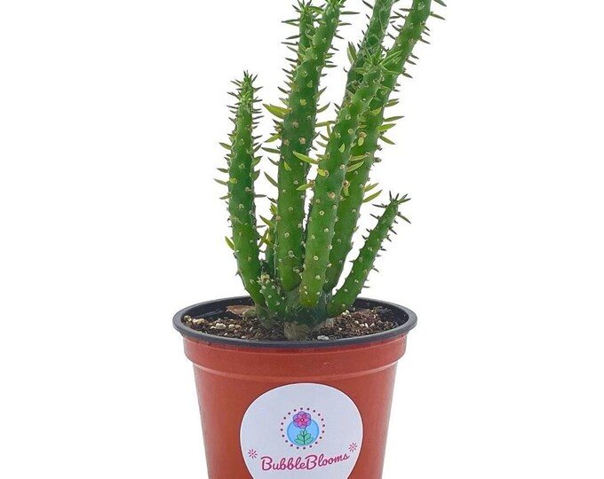 Needle Eve Crested Cactus, Rare Succulent, Live Plant, Unique ...