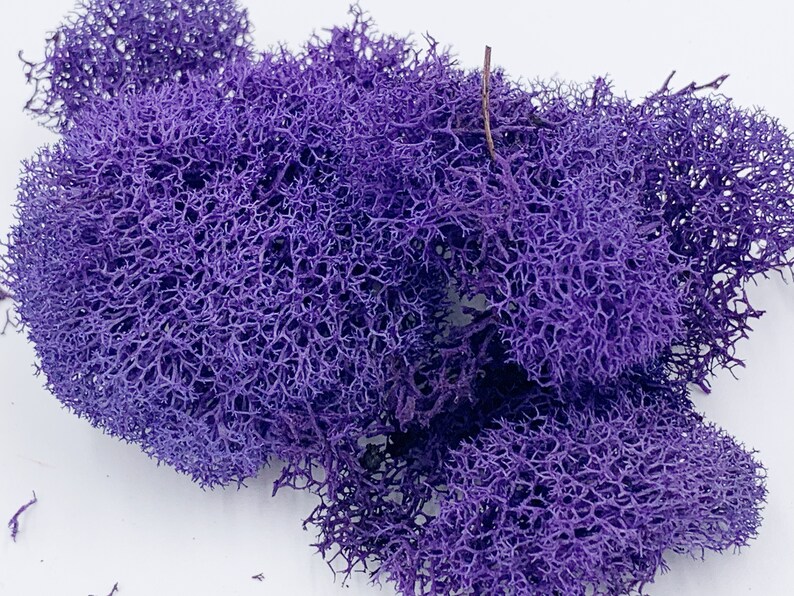 Colorful Moss Preserved Reindeer Moss Red Moss Blue Moss - Etsy