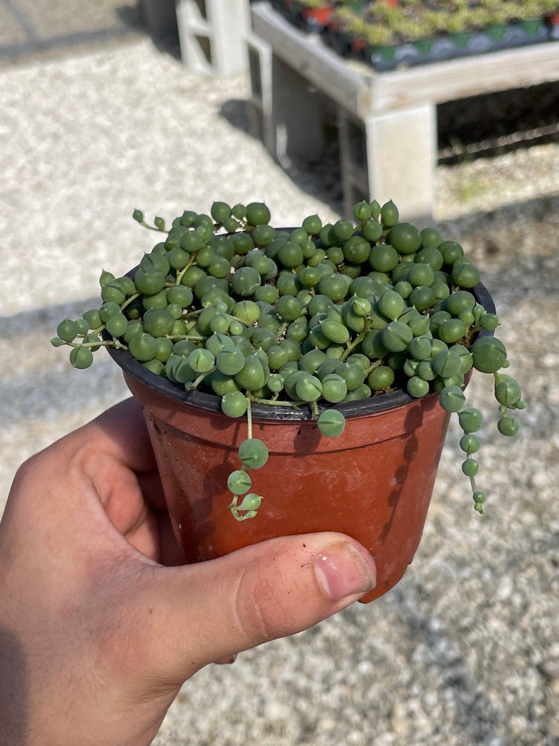 String of Pearls Senecio Rowleyanus 4 Inch String of Peas - Etsy