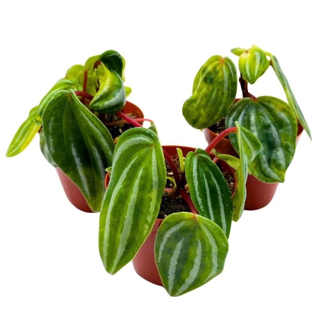 Peperomia Mini Watermelon, 2 Inch Set of 3, Verschaffeltii Unique Rare ...