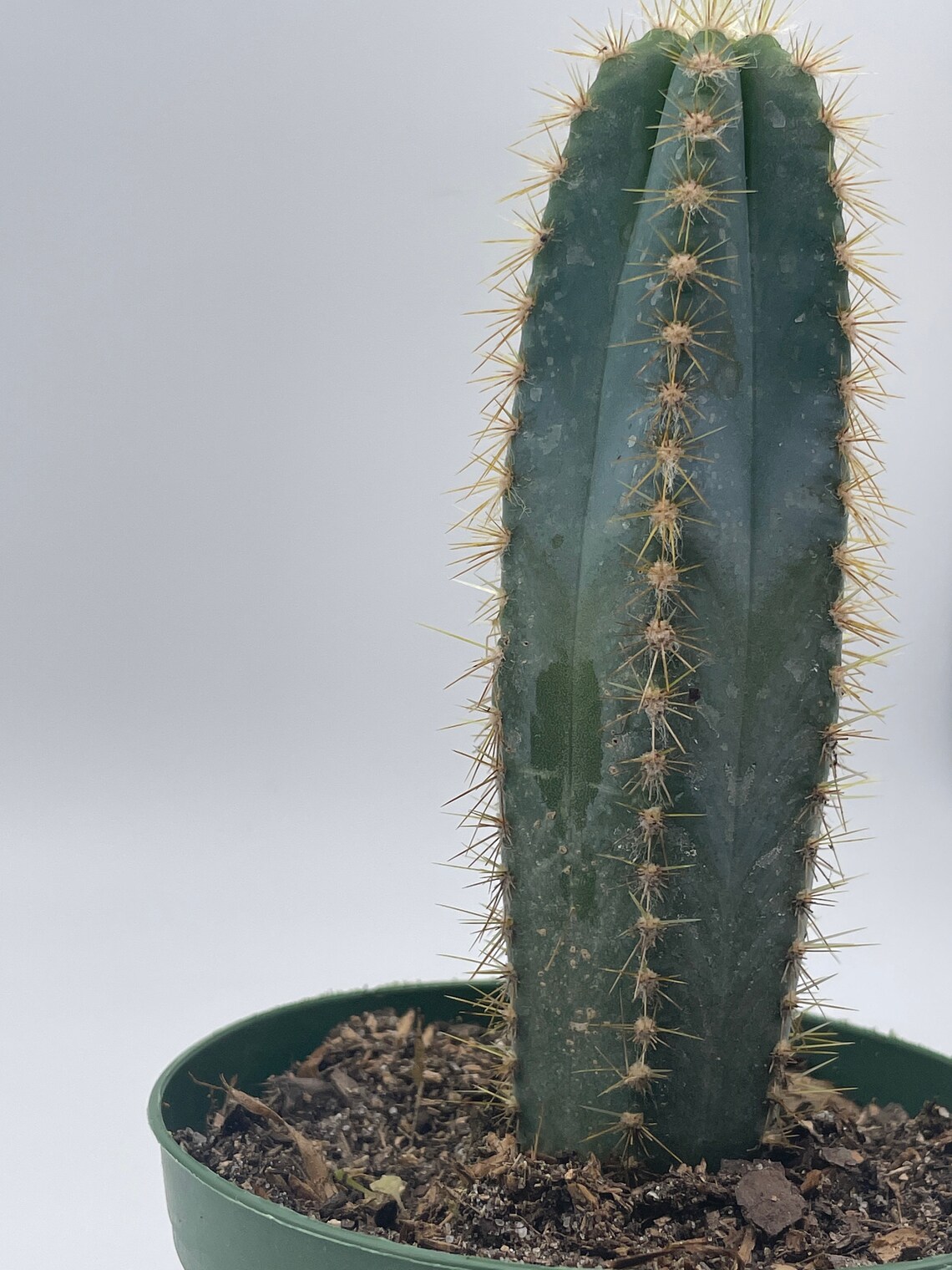 Blue Columnar Cactus Pilosocereus Pachycladus Cacti Column - Etsy