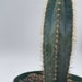 Blue Columnar Cactus, Pilosocereus Pachycladus Cacti, Column Cactus ...