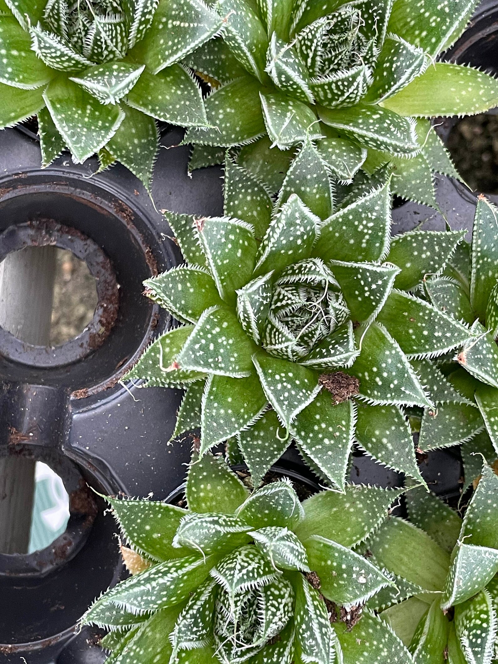 Gasteria Flow Haworthia Variegated Aloe Tiger Aloe Aloe | Etsy
