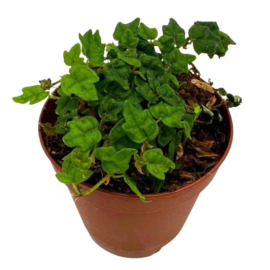 String of Frogs, in a 2 Inch Pot, Frog Feet Plant, Ficus Pumila ...