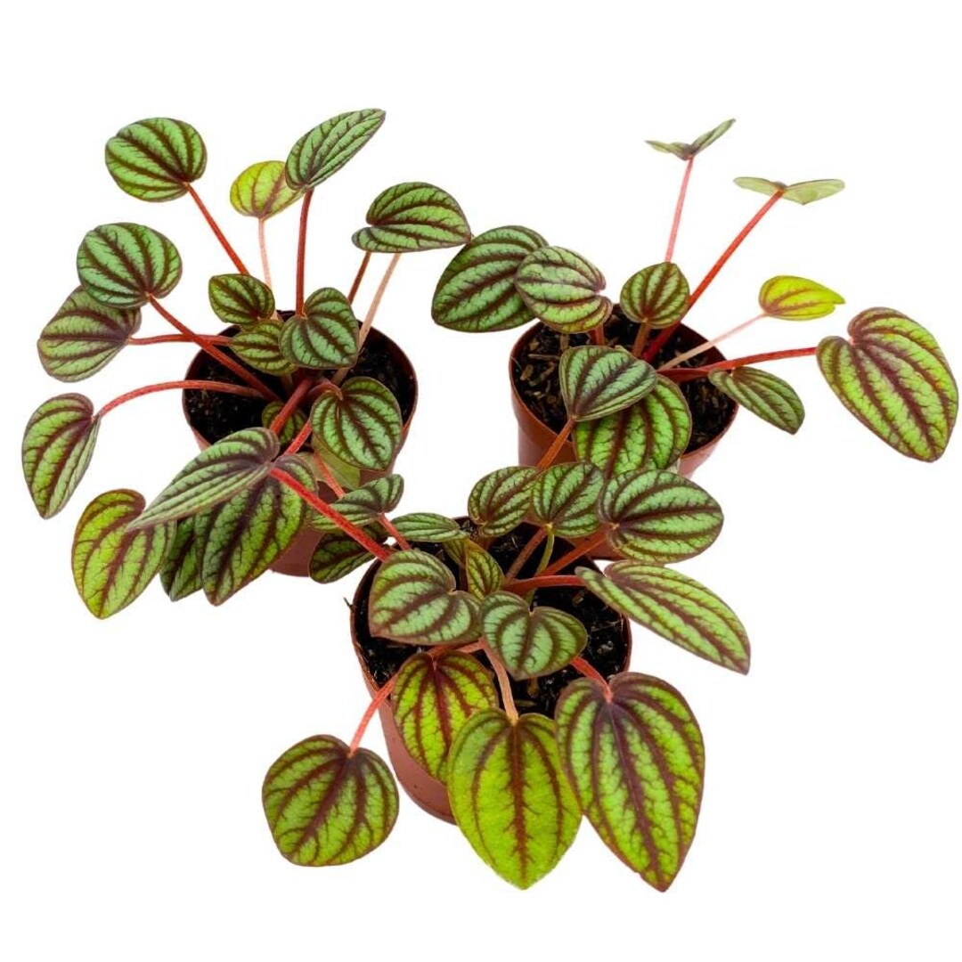 Peperomia Piccolo Banda, 2 Inch Set of 3, Red and Green Streaks - Etsy