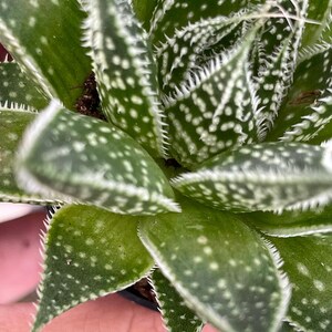 Variegated Aloe, Tiger Aloe, Aloe Variegata, White Spotted, Polka Dot ...