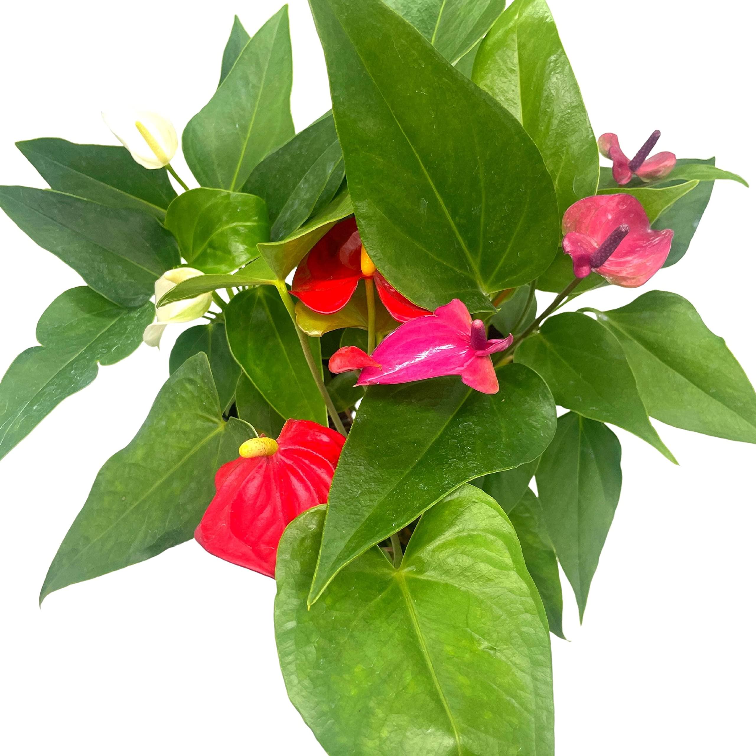 Colorful Anthurium Assortment, 4 Inch Set of 3, Different Color Flowers ...