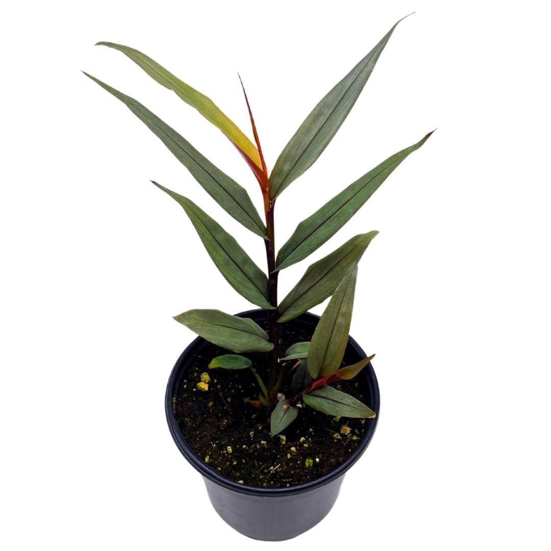 Bubbleblooms Alpinia Red Rubin Luteocarpa Red Bamboo Ginger in a 4 Inch ...