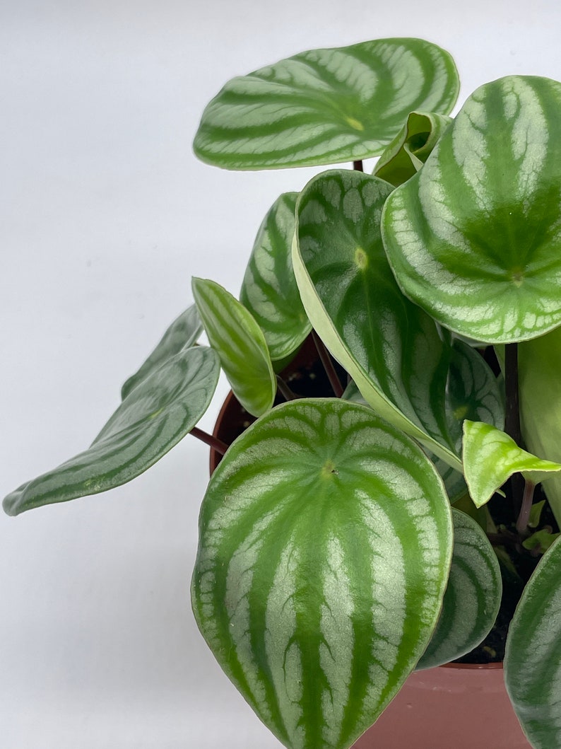 Watermelon Peperomia 6 Inch Peperomia Argyreia sandersii - Etsy