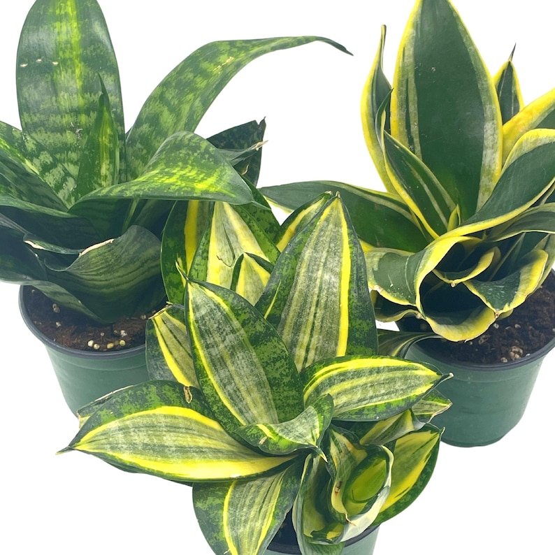 Sansevieria Trifasciata Rosette-shaped Variety Bundle Set of - Etsy