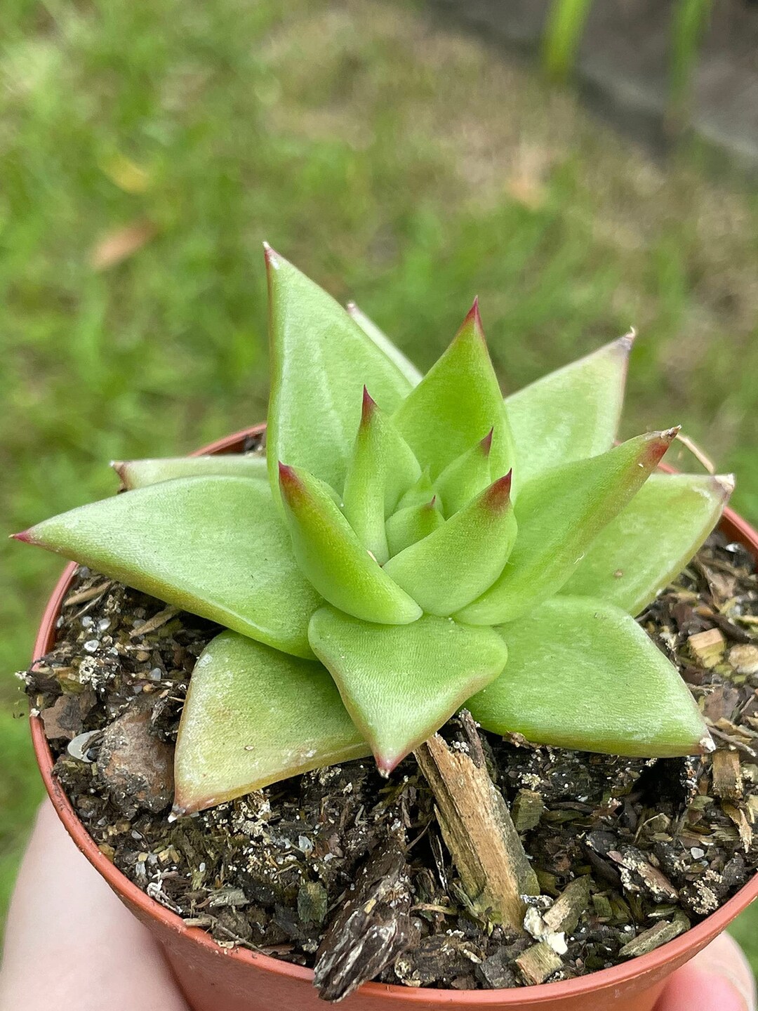 Echeveria Agavoides, Molded-wax Agave, in 3 Inch Pot, - Etsy