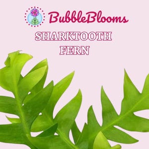 Sharktooth Fern, 4 Inch, Selenicereus Chrysocardium - Etsy