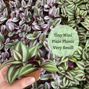Wandering Jew Assortment, Tradescantia Variety, 2 Inch, Set of 3 Tiny ...