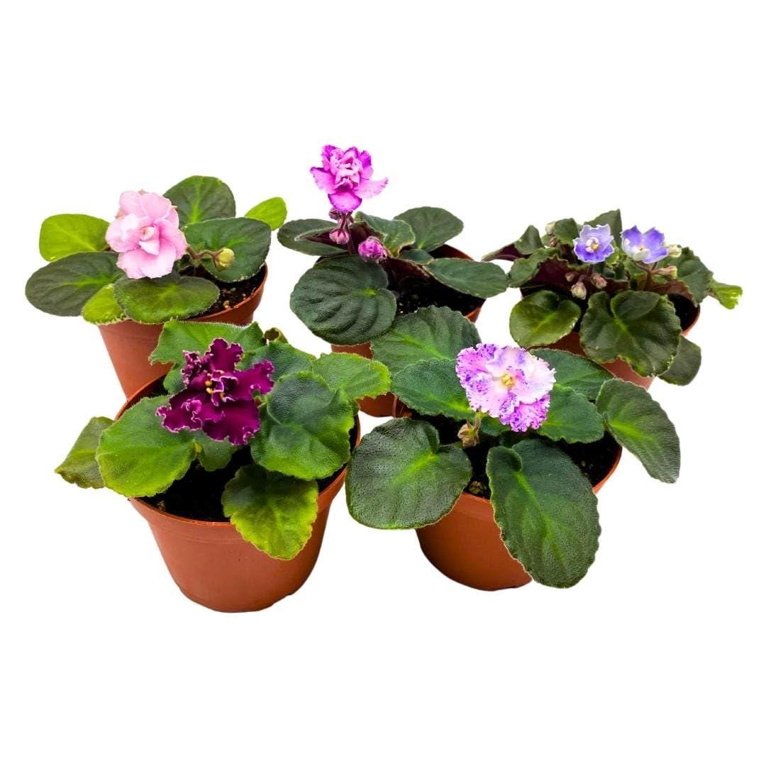 Harmony's African Violets Grower's Choice Mix 4 Inch Set of 5 Rare ...