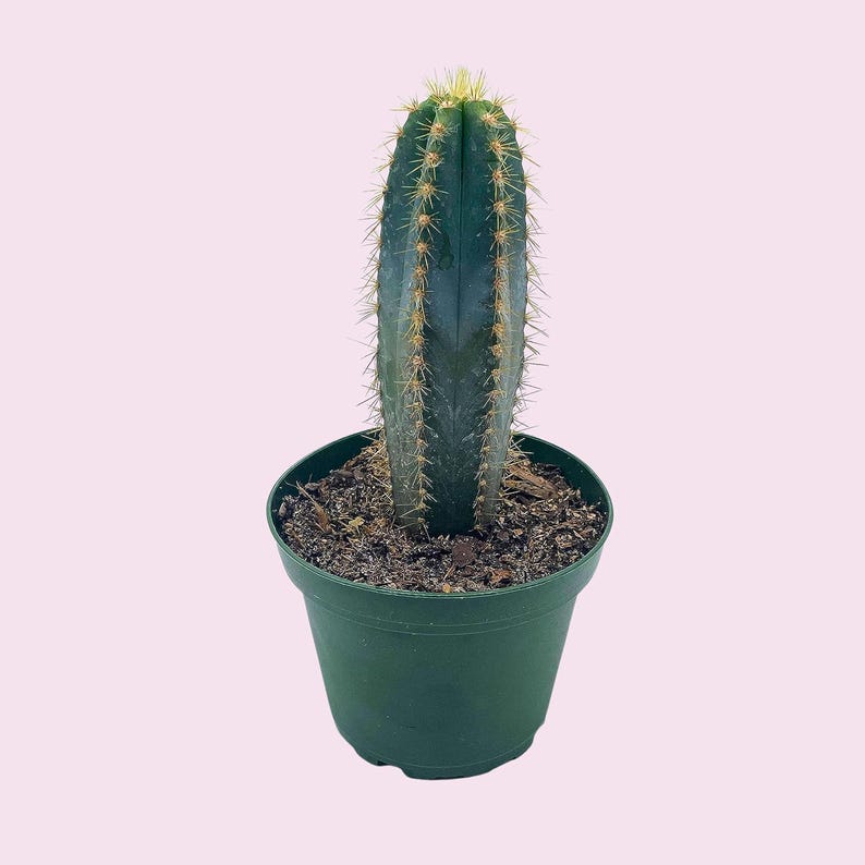 Blue Columnar Cactus, Pilosocereus Pachycladus Cacti, Column Cactus ...