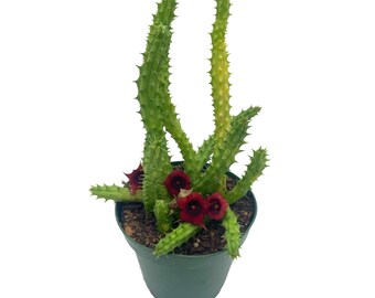 Red Dragon Cactus - Etsy