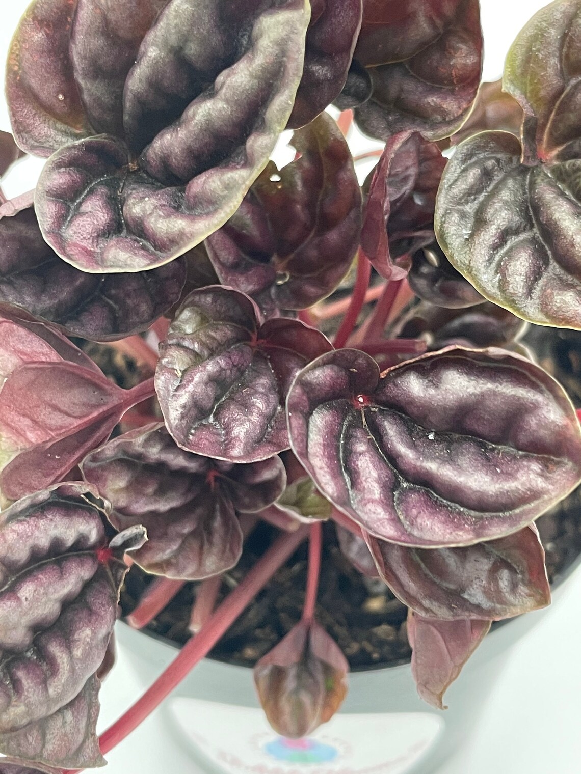 Red Emerald Ripple Peperomia Emerald Ripple Pepper Red | Etsy