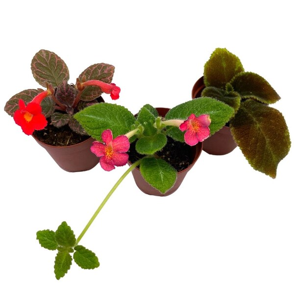 Episcia - Etsy