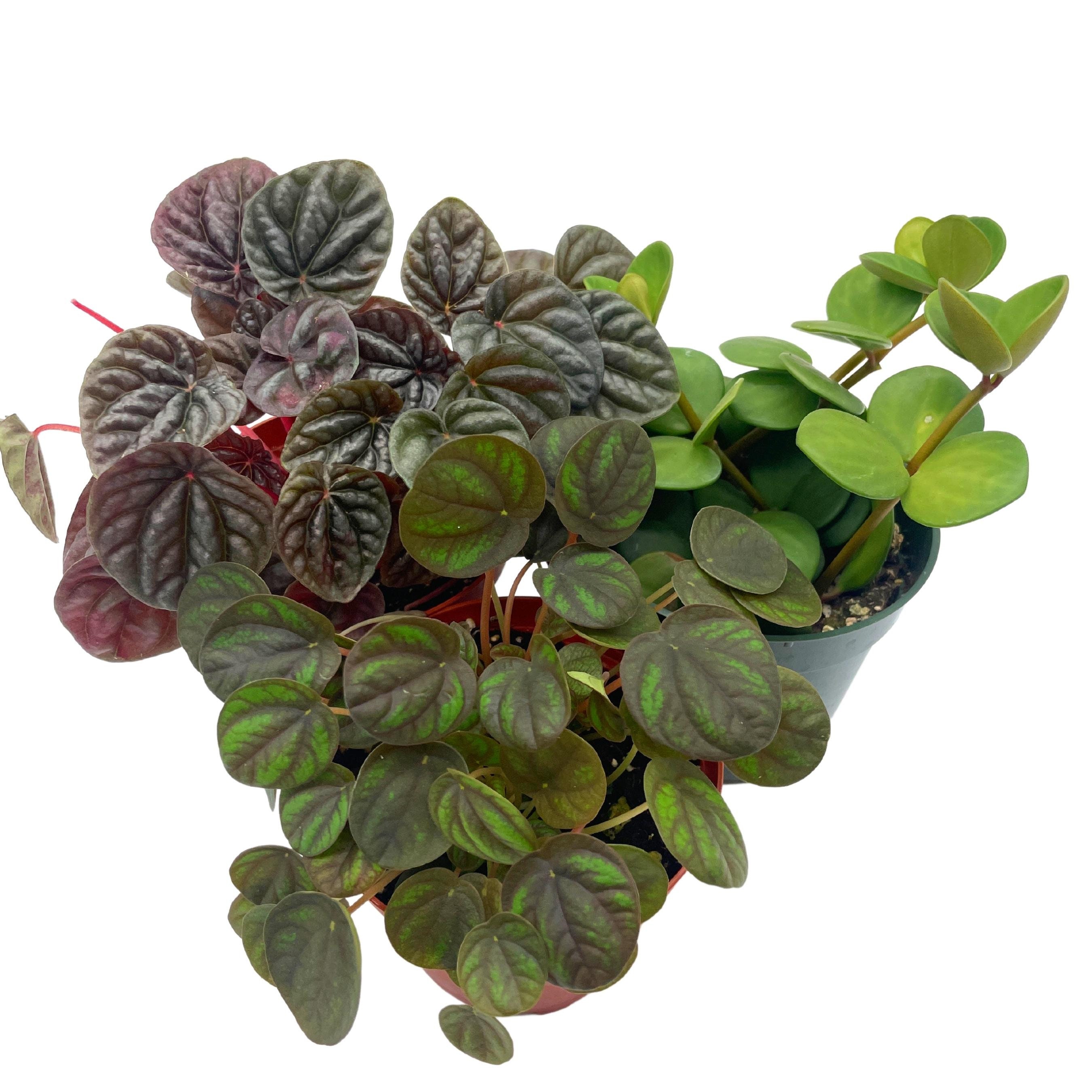 Peperomia Assortment Set 4 Inch Pots Set of 3 Watermelon - Etsy