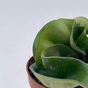 Hoya Hindu Rope, Carnosa Compacta, in a 2 Inch Pot, Live Tiny Mini ...