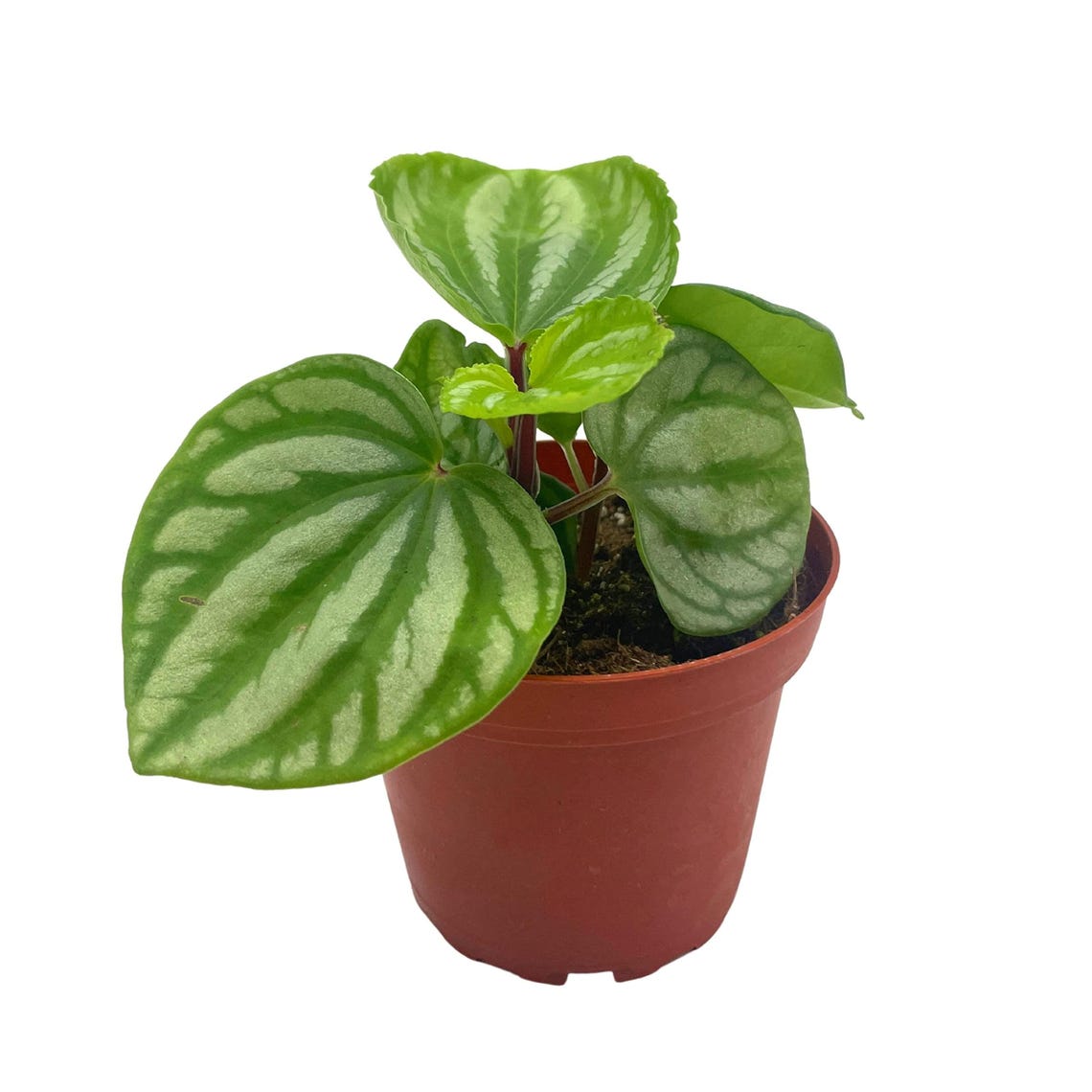 Bubbleblooms Harmony's Peperomia Ecuador, 4 Inch, Rare Pep Argyreia ...