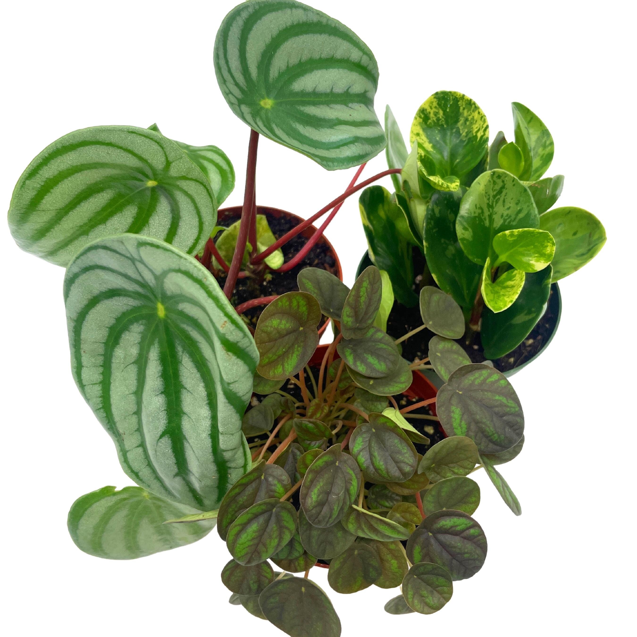 Peperomia Assortment Set 4 Inch Pots Set of 3 Watermelon - Etsy