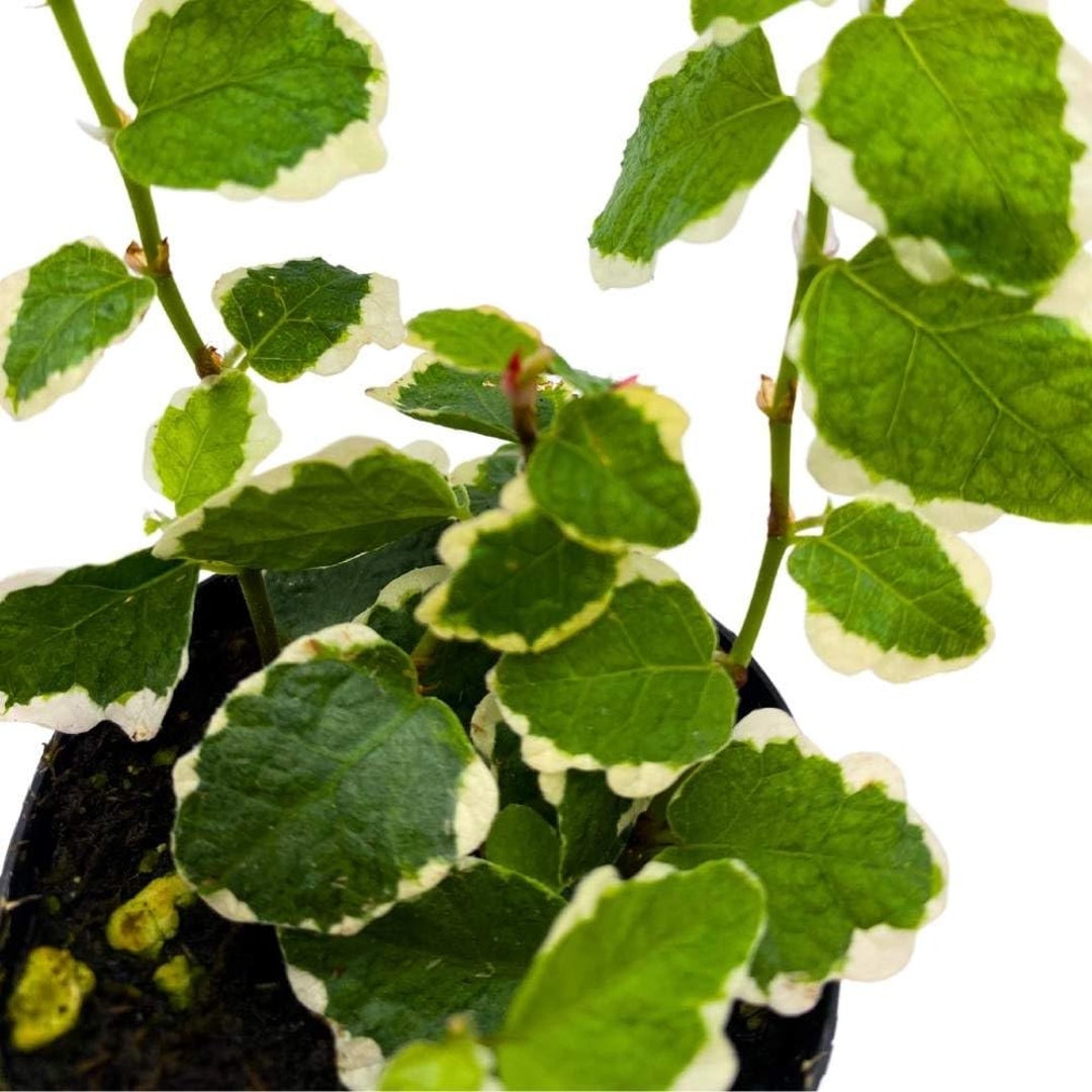 Ficus Pumila Variegata 2 Inch Variegated Creeping Fig Climbing Fig ...