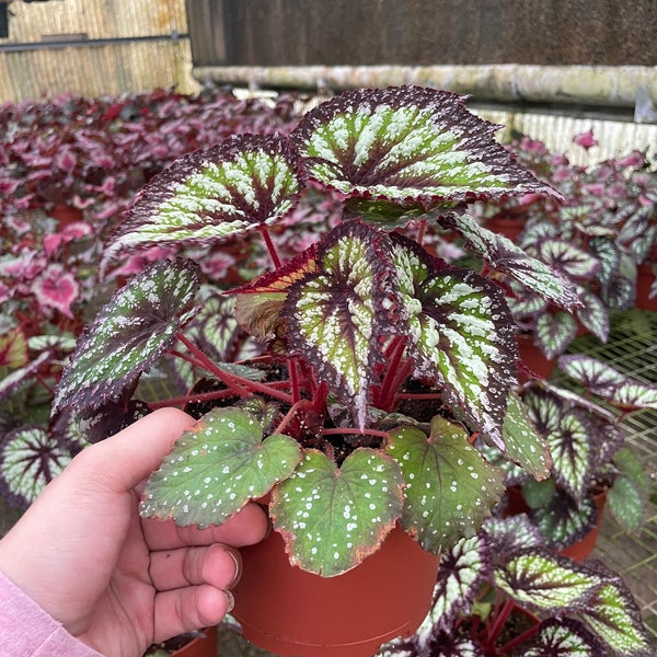 Fancy Leaves Begonia - Etsy