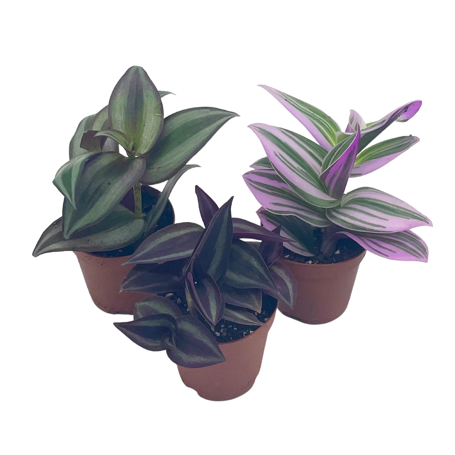 Wandering Jew Assortment Tradescantia Variety 2 Inch Set of - Etsy