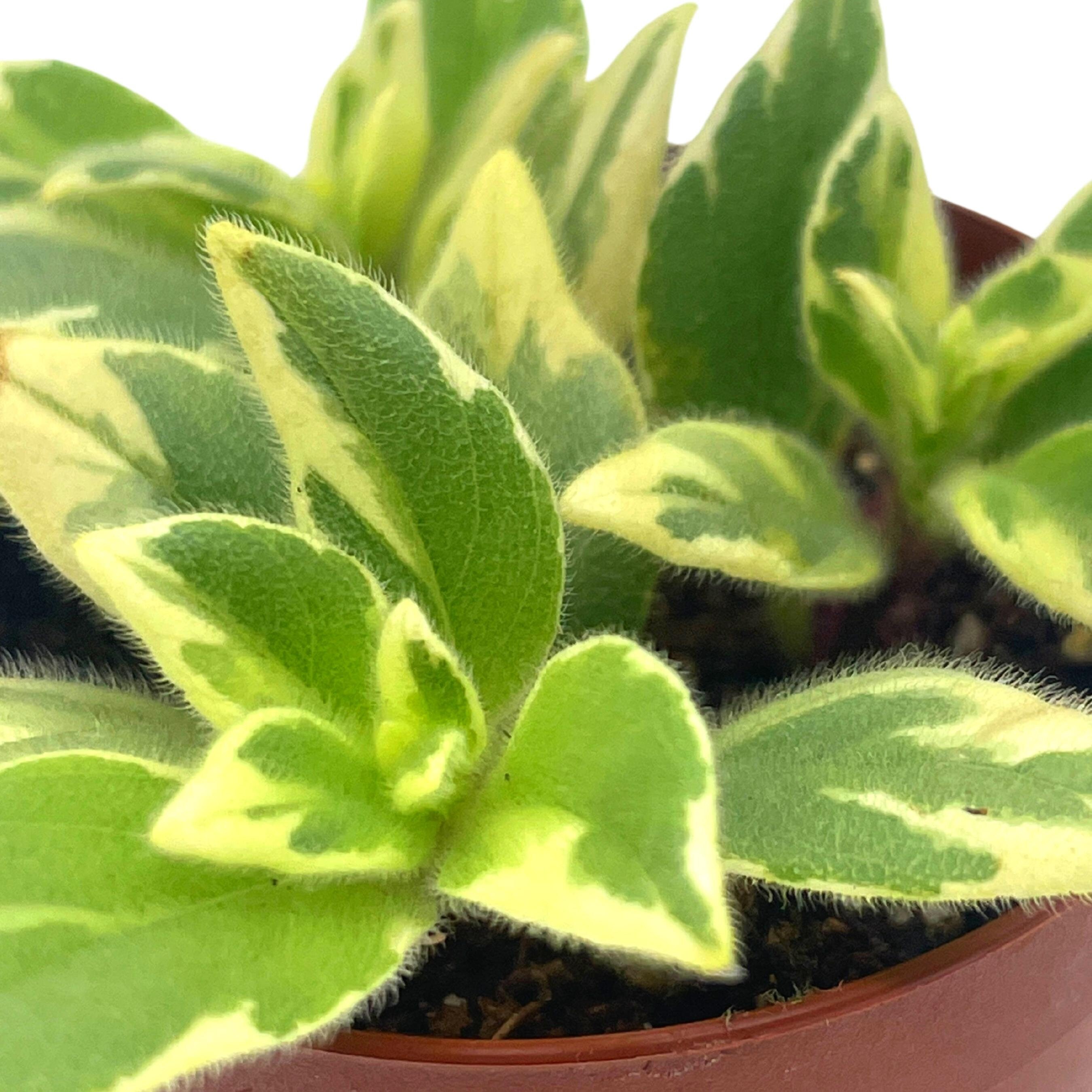Columnea Light Prince Goldfish Plant 2 Inch Hirta Lipstick - Etsy